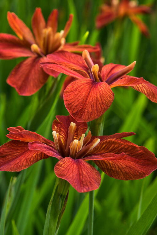 Iris fulva - Copper-Red Iris - Guildford Garden Centre