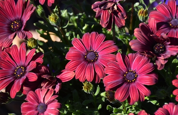 Osteospermum - Serenity Red - Guildford Garden Centre