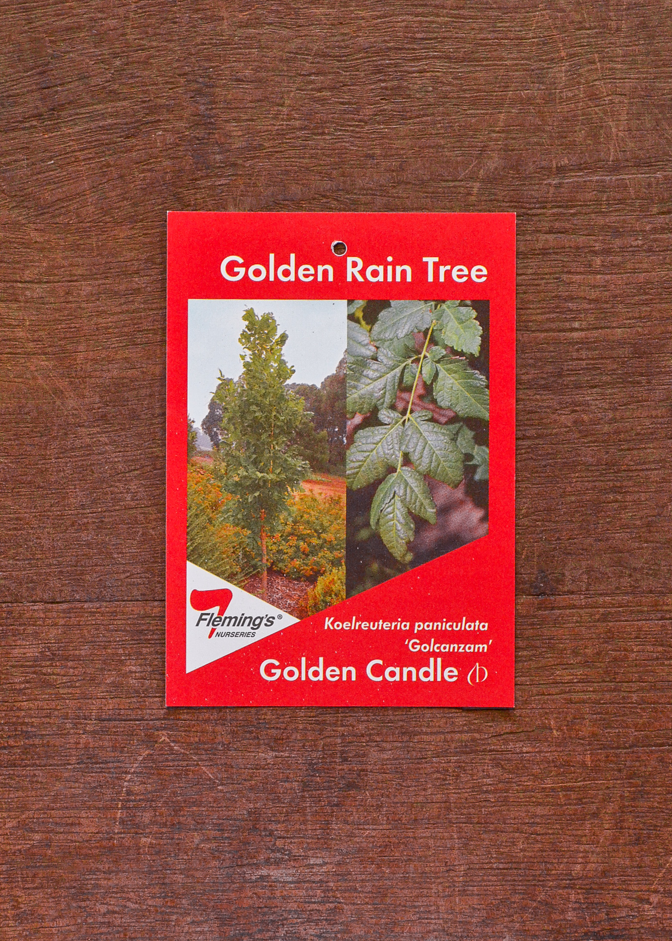 Golden Rain Tree - Golden Candle - Guildford Garden Centre