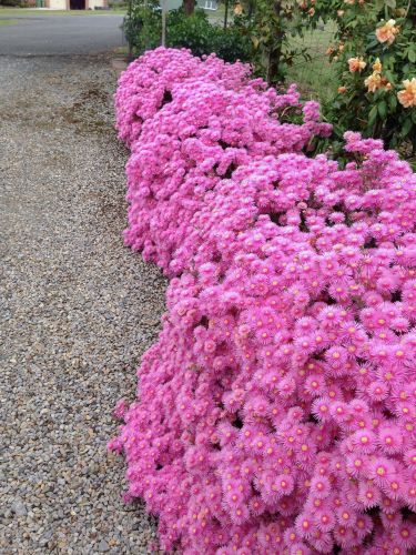 Lampranthus - Mauve Explosion - Guildford Garden Centre