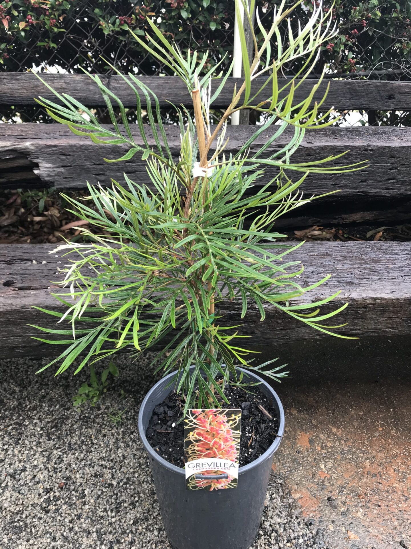 Grevillea - Caloundra Gem - Guildford Garden Centre