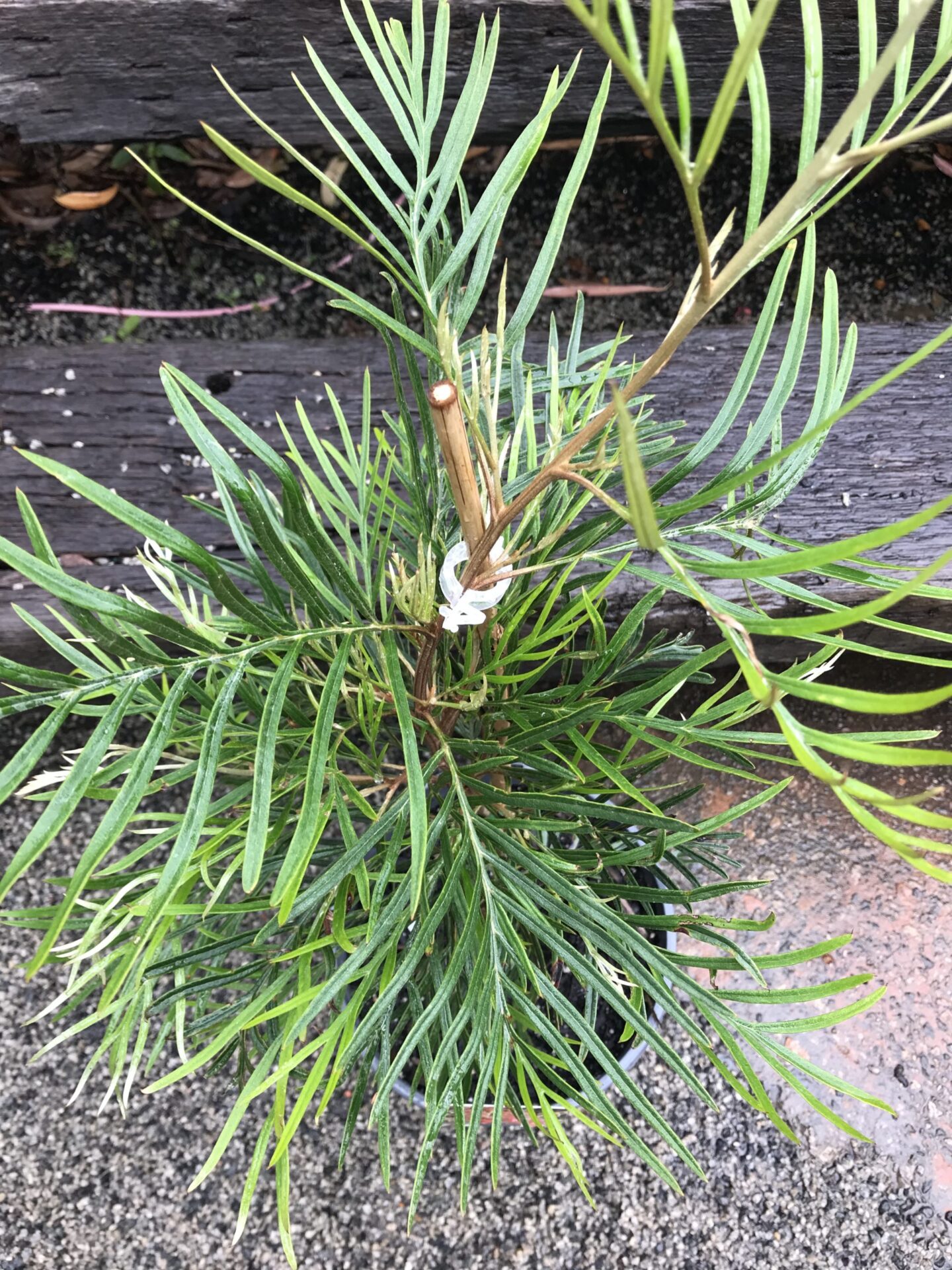Grevillea - Caloundra Gem - Guildford Garden Centre