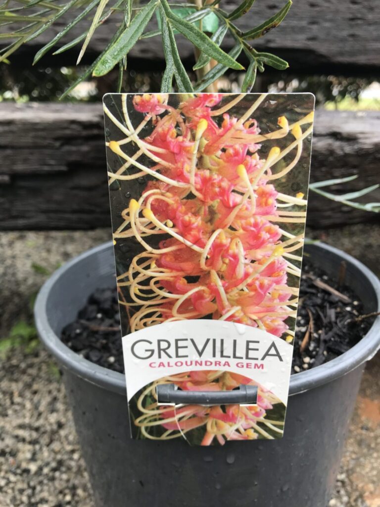 Grevillea - Caloundra Gem - Guildford Garden Centre