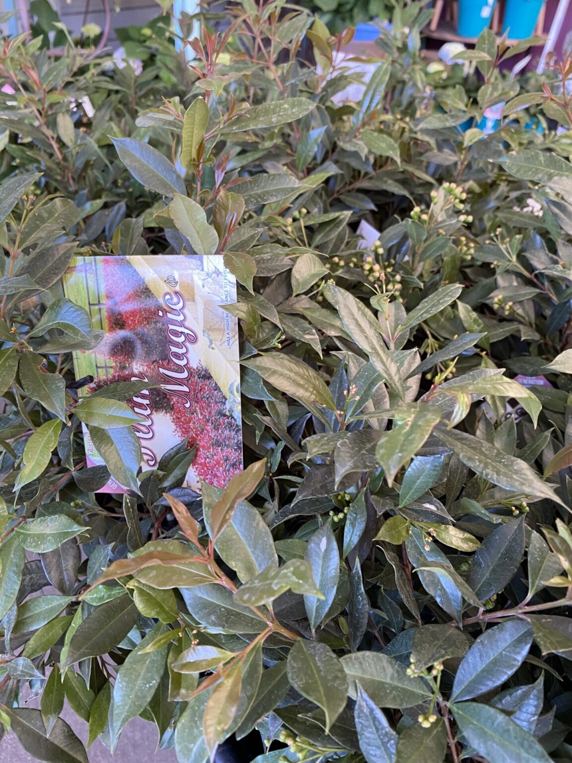 Lilly Pilly - Plum Magic - Guildford Garden Centre