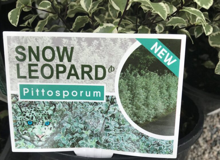 Pittosporum - Snow Leopard - Guildford Garden Centre