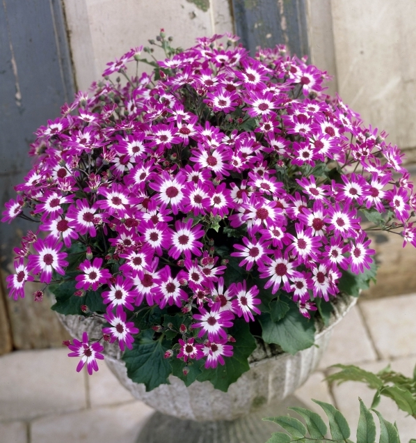Senetti - Baby Magenta Bicolour - Guildford Garden Centre