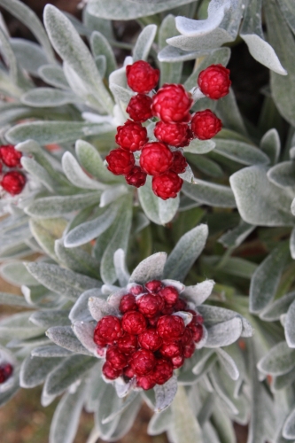 Helichrysum - Red Jewel - Guildford Garden Centre