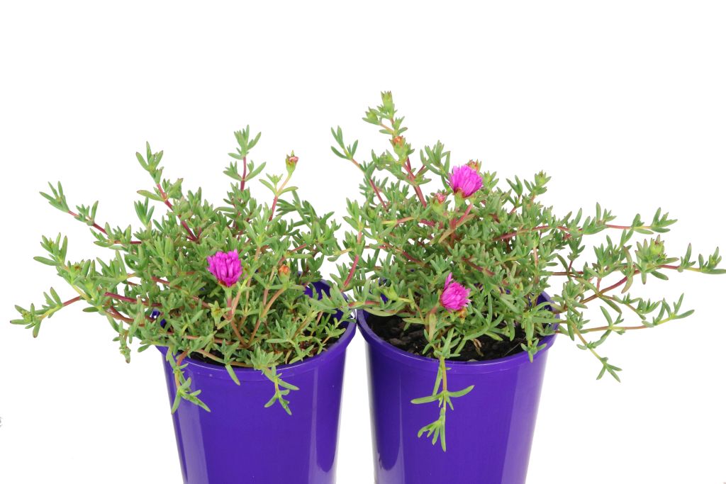 Lampranthus - Cocktail Explosion - Guildford Garden Centre