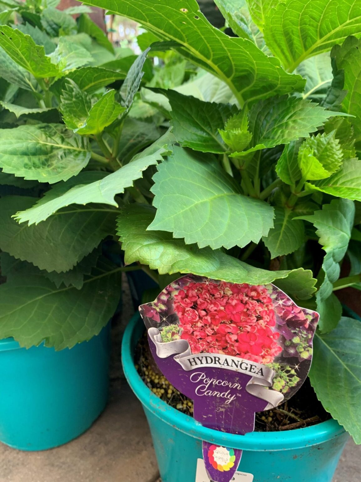 Hydrangea - Popcorn Candy - Guildford Garden Centre