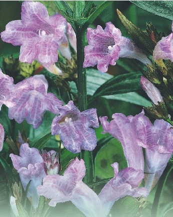 Strobilanthes anisophyllus - Goldfussia - Guildford Garden Centre