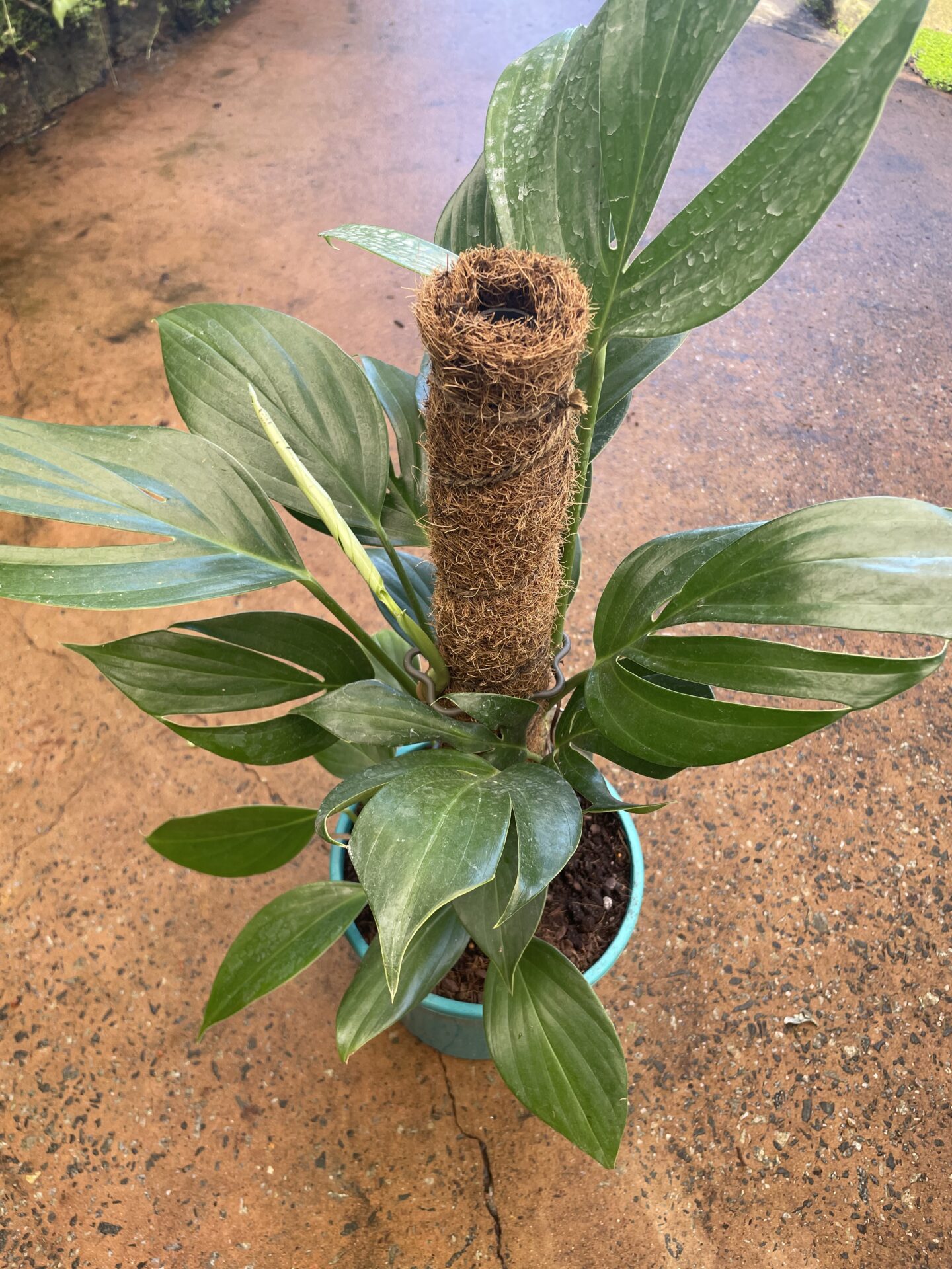 Epipremnum pinnatum - Guildford Garden Centre