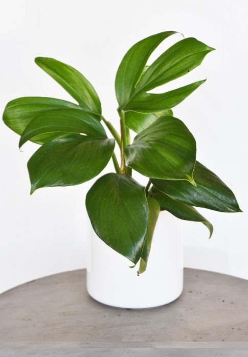 Epipremnum pinnatum - Guildford Garden Centre