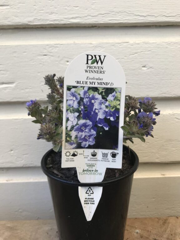 Evolvulus - Blue My Mind - Guildford Garden Centre