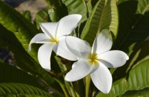 Frangipani - Samoan Fluff - Guildford Garden Centre