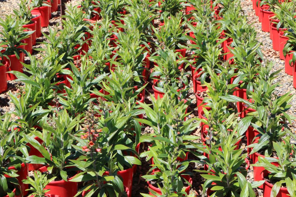 Digiplexis - Firecracker - Guildford Garden Centre