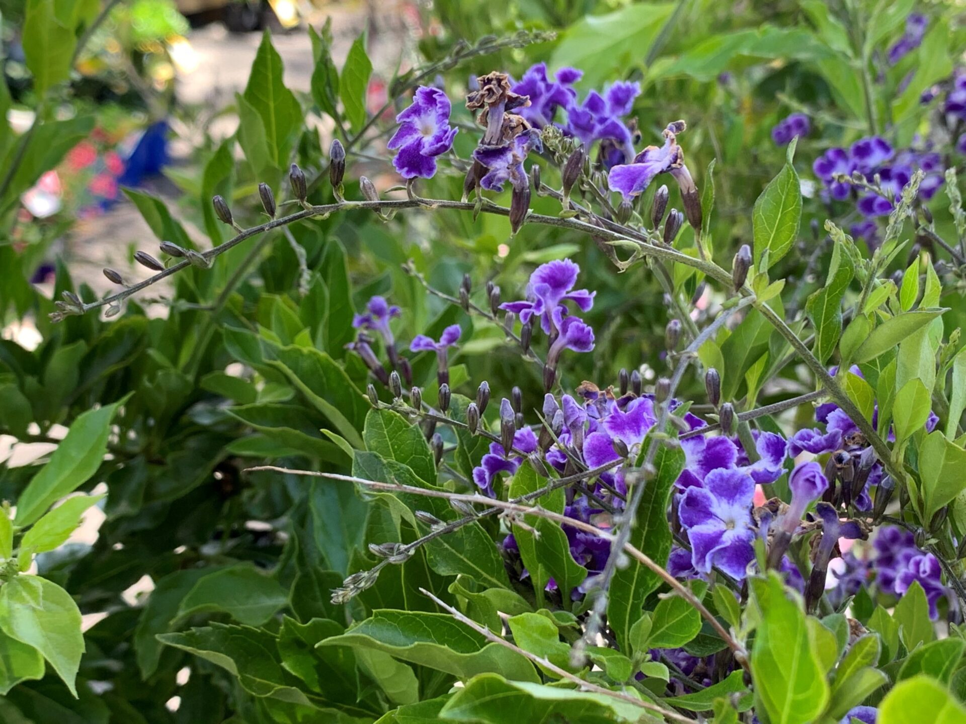 Duranta - Geisha Girl - Standard - Guildford Garden Centre