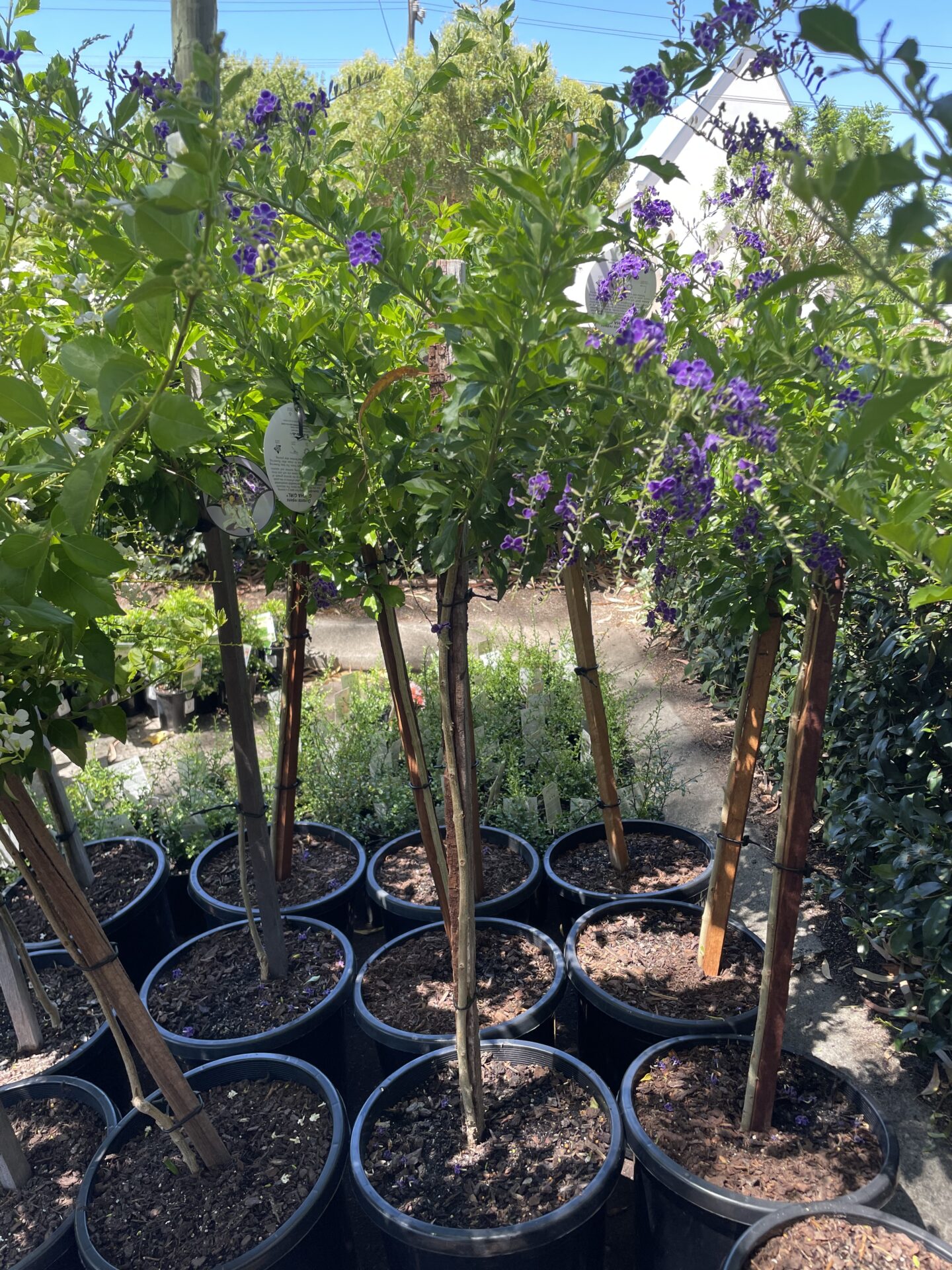 Duranta - Geisha Girl - Standard - Guildford Garden Centre