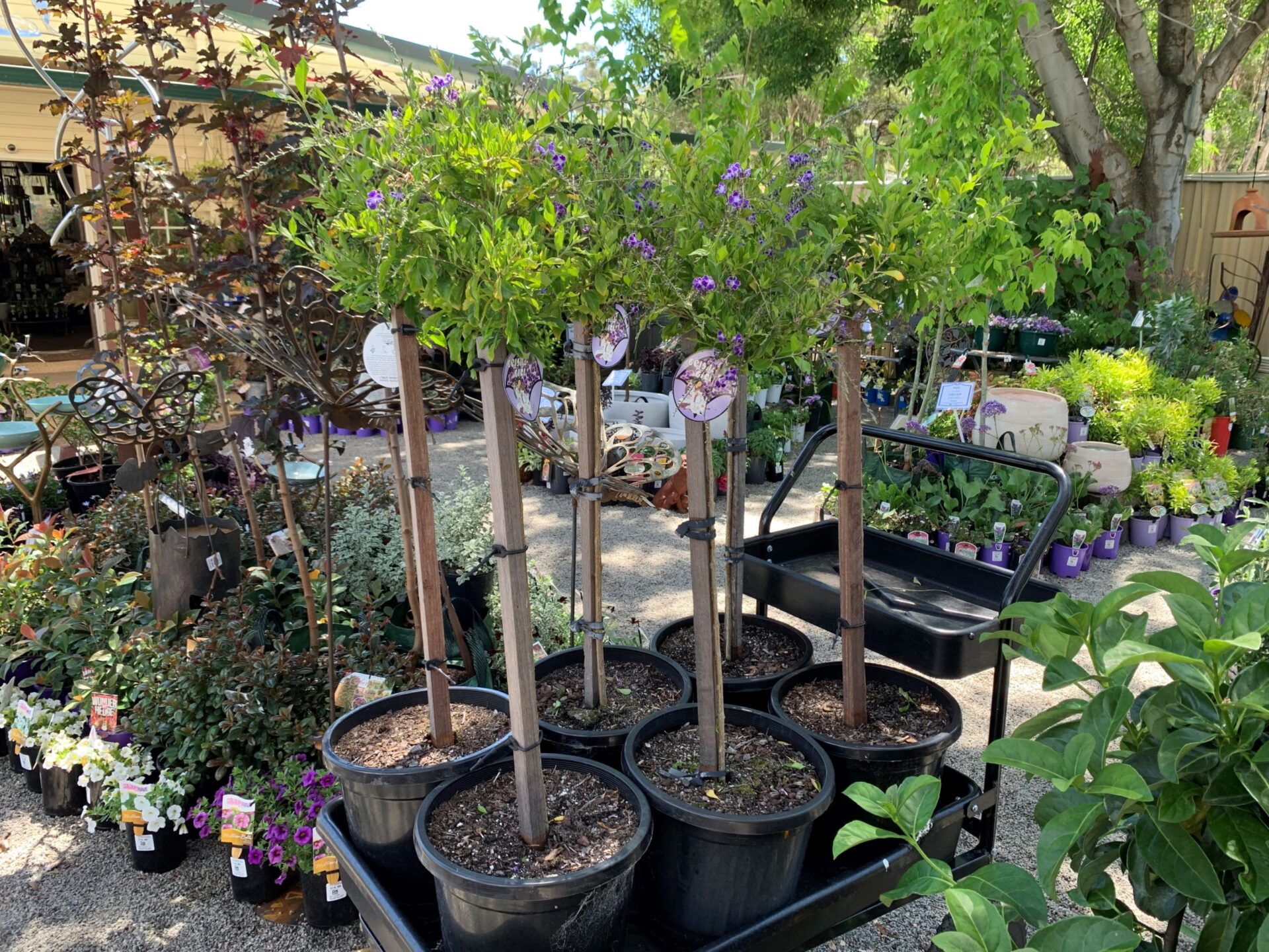 Duranta - Geisha Girl - Standard - Guildford Garden Centre