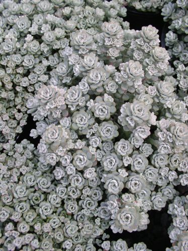Sedum - Silver Blob - Guildford Garden Centre