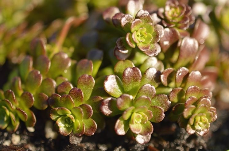 Sedum - Copper Mound - Guildford Garden Centre