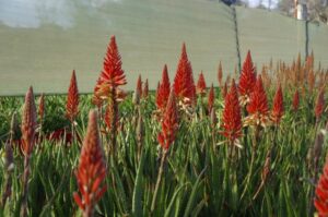 Aloe - Venus - Guildford Garden Centre