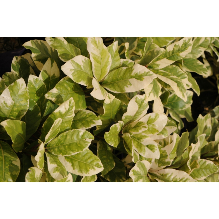 Pisonia - Variegated - Guildford Garden Centre