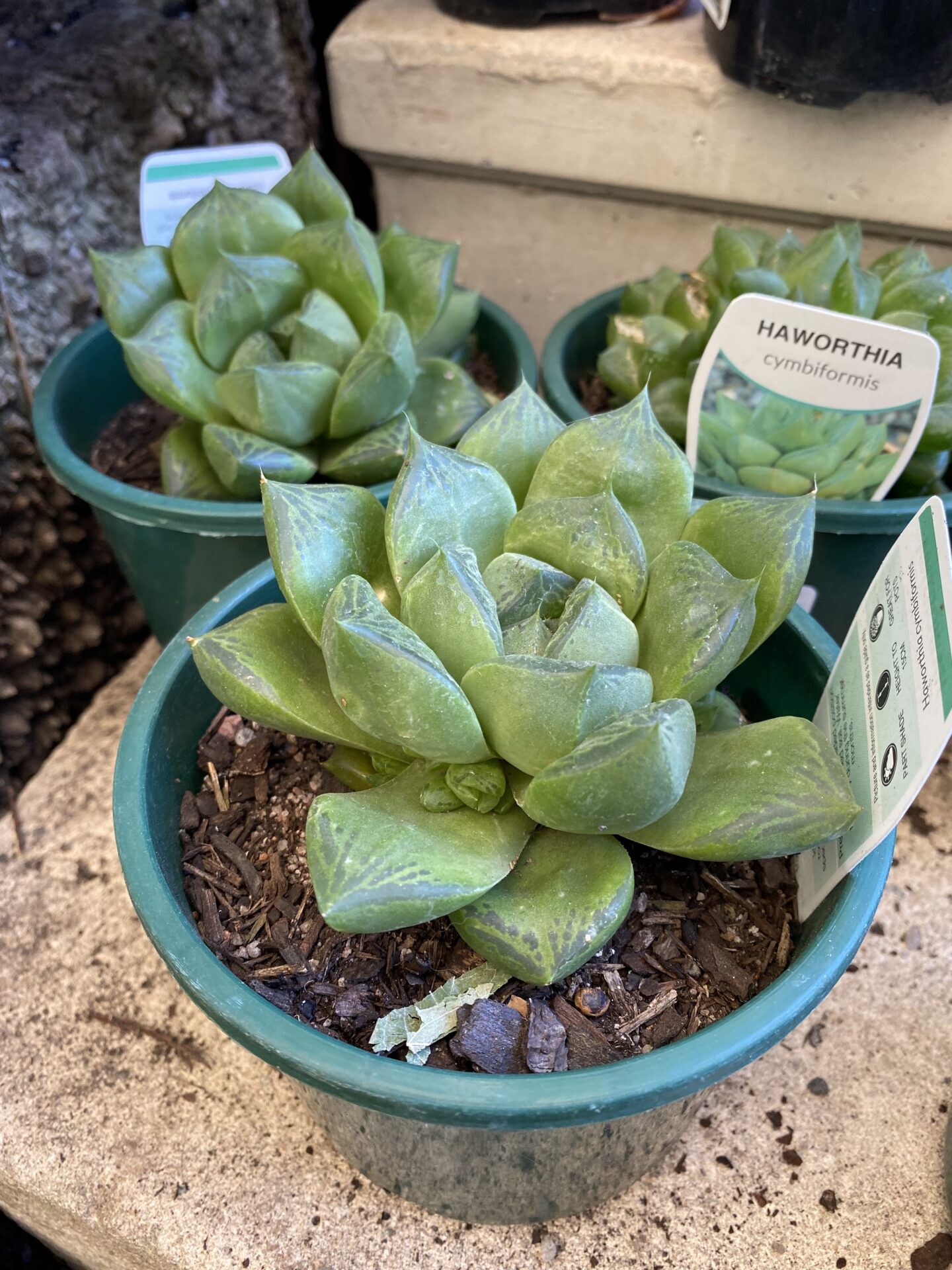 Haworthia - Ice Cactus - Guildford Garden Centre