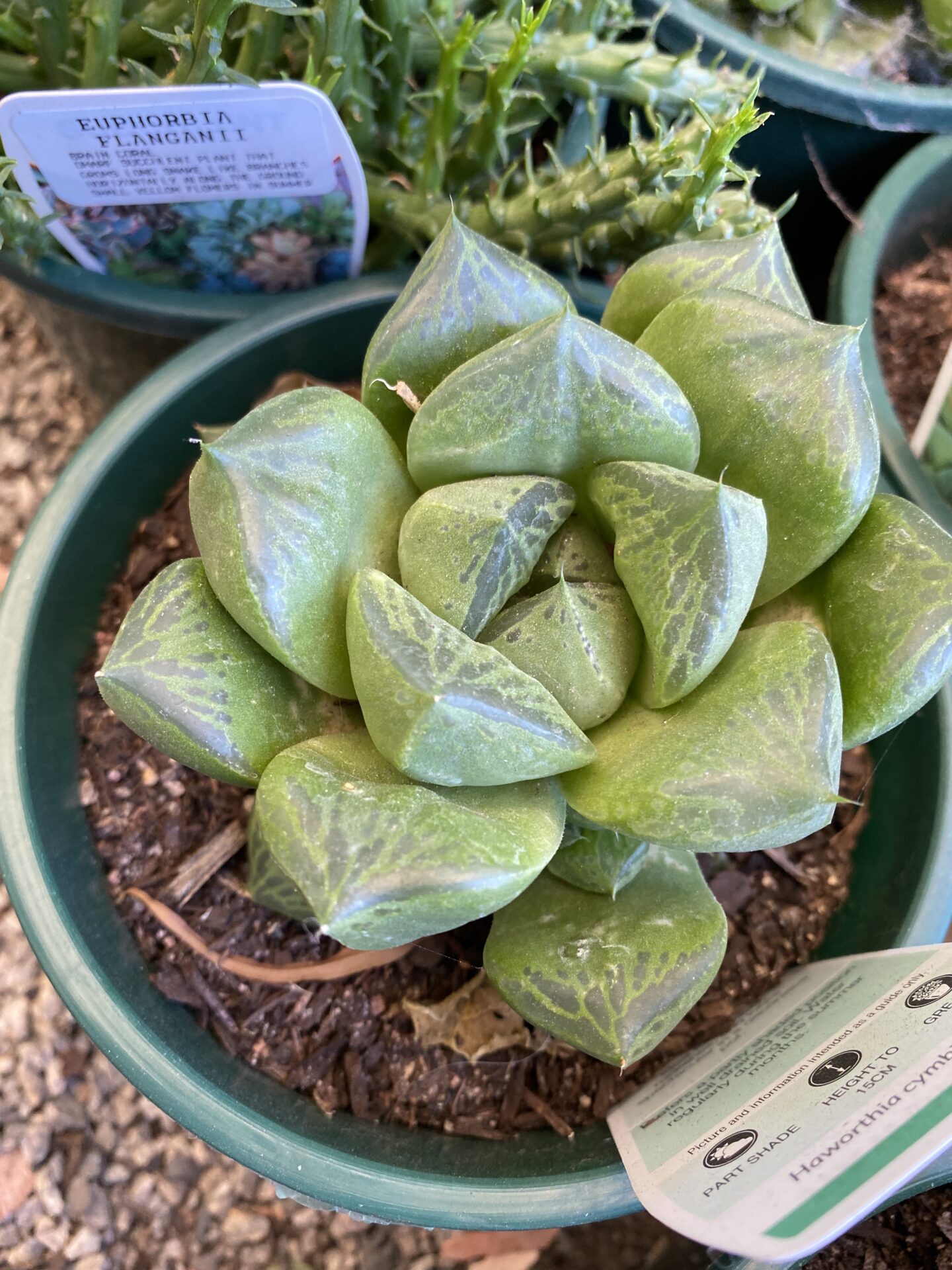 Haworthia - Ice Cactus - Guildford Garden Centre