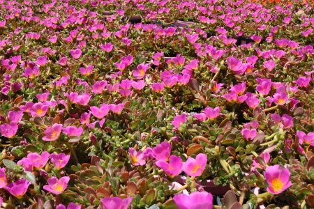 Portulaca - Hot Shots Rose - Guildford Garden Centre