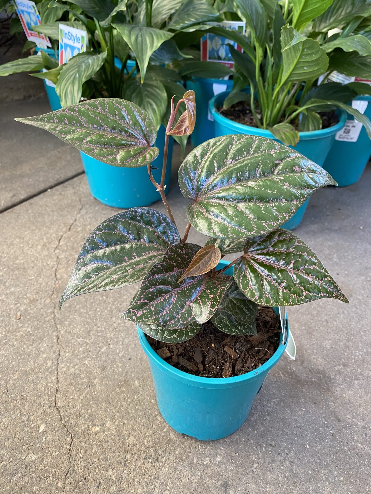 Piper crocatum - Guildford Garden Centre