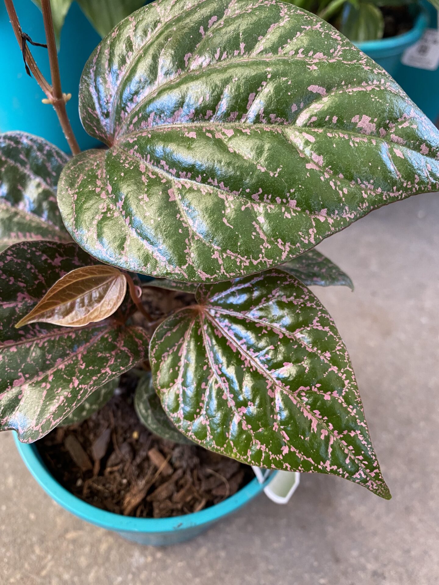 Piper crocatum - Guildford Garden Centre