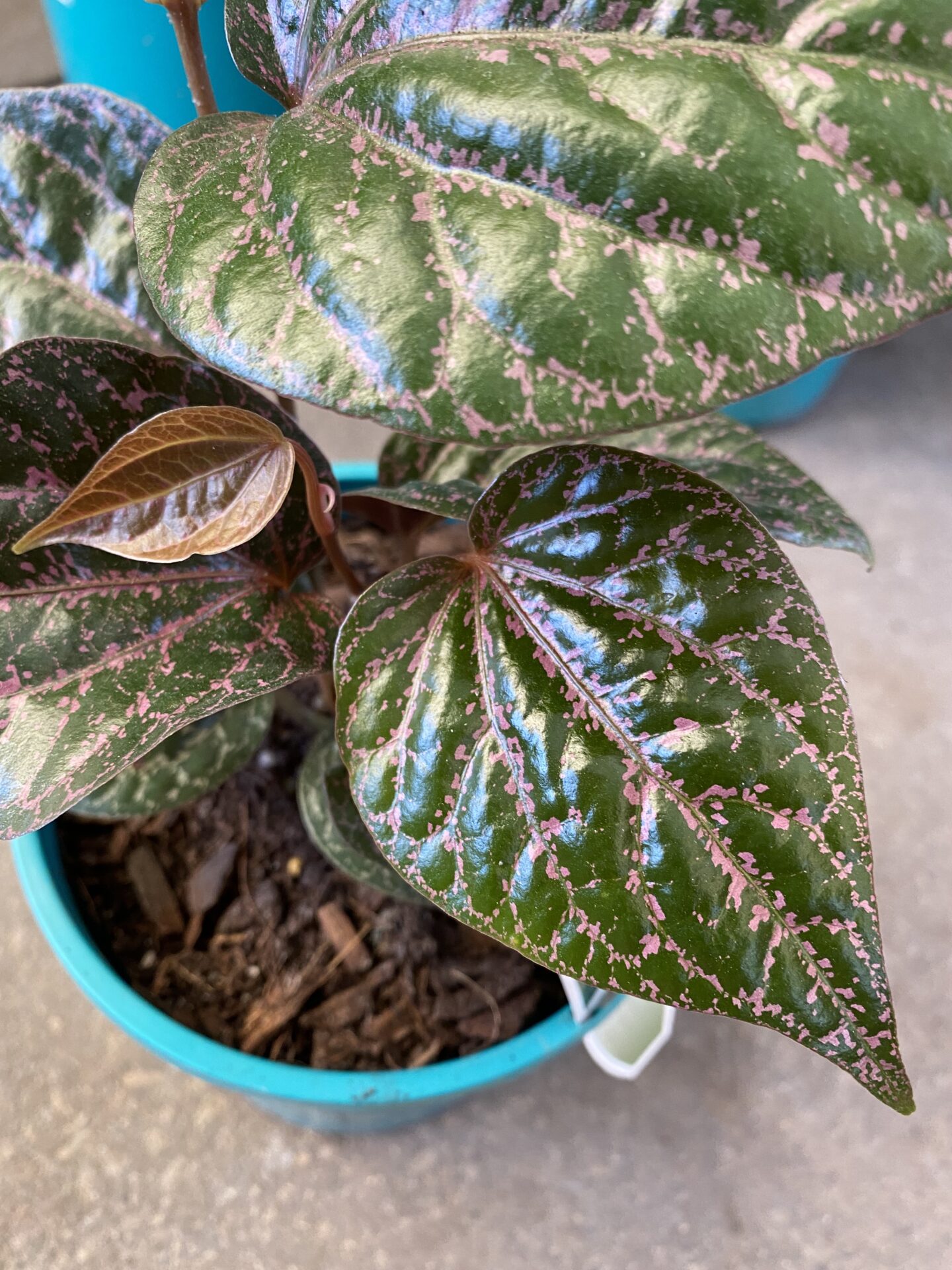 Piper crocatum - Guildford Garden Centre