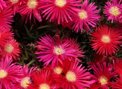 Mesembryanthemum - Pigface Red - Guildford Garden Centre