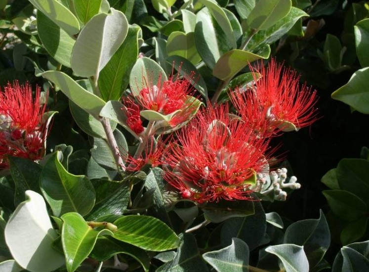 Metrosideros - Spring Fire - Guildford Garden Centre