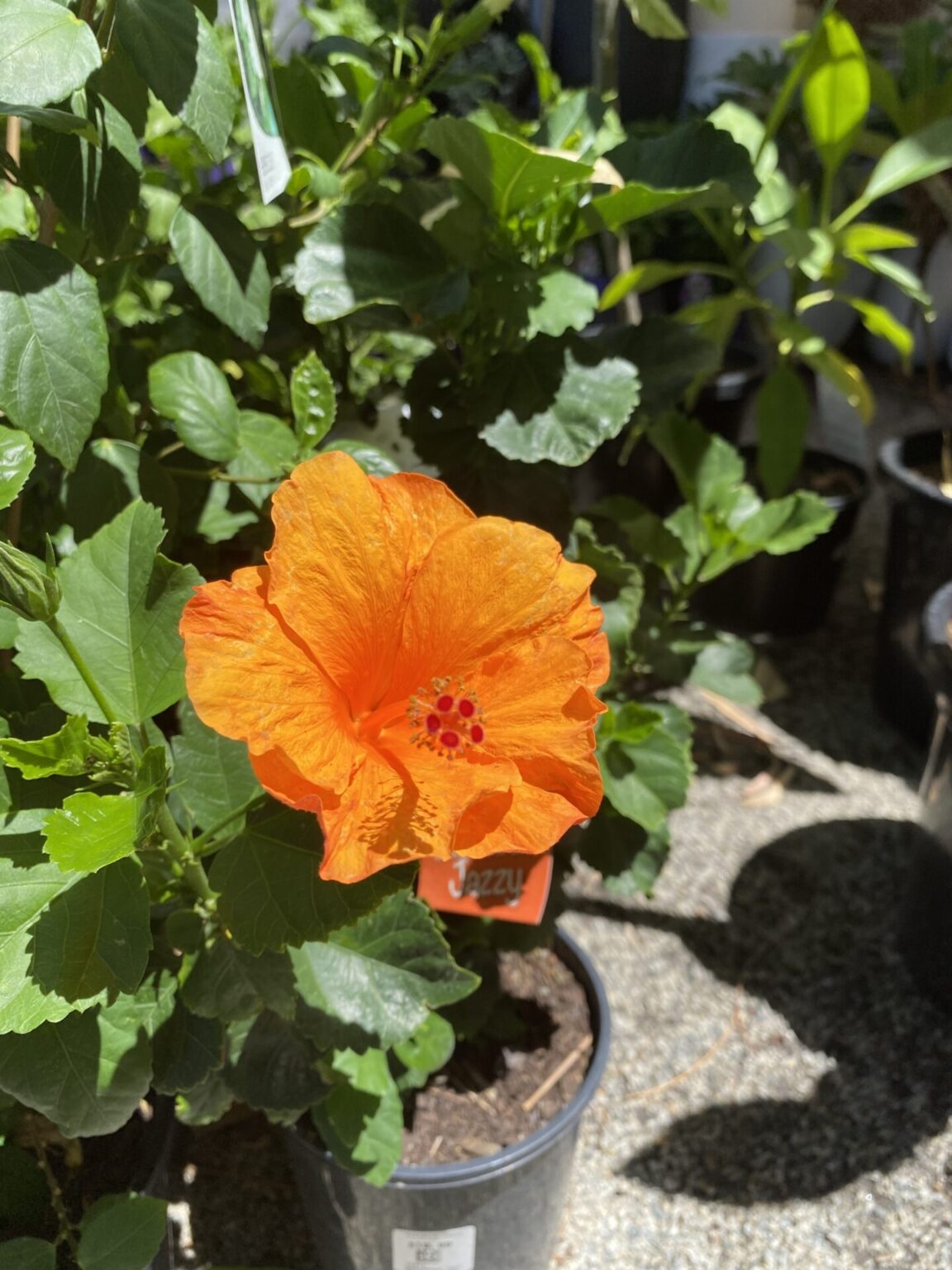 Hibiscus - Jazzy Dwarf - Guildford Garden Centre
