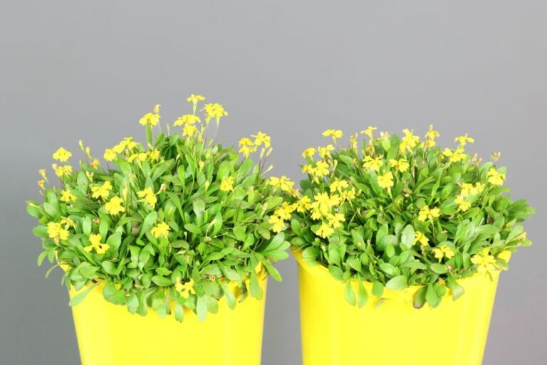 Goodenia - Bonza - Guildford Garden Centre