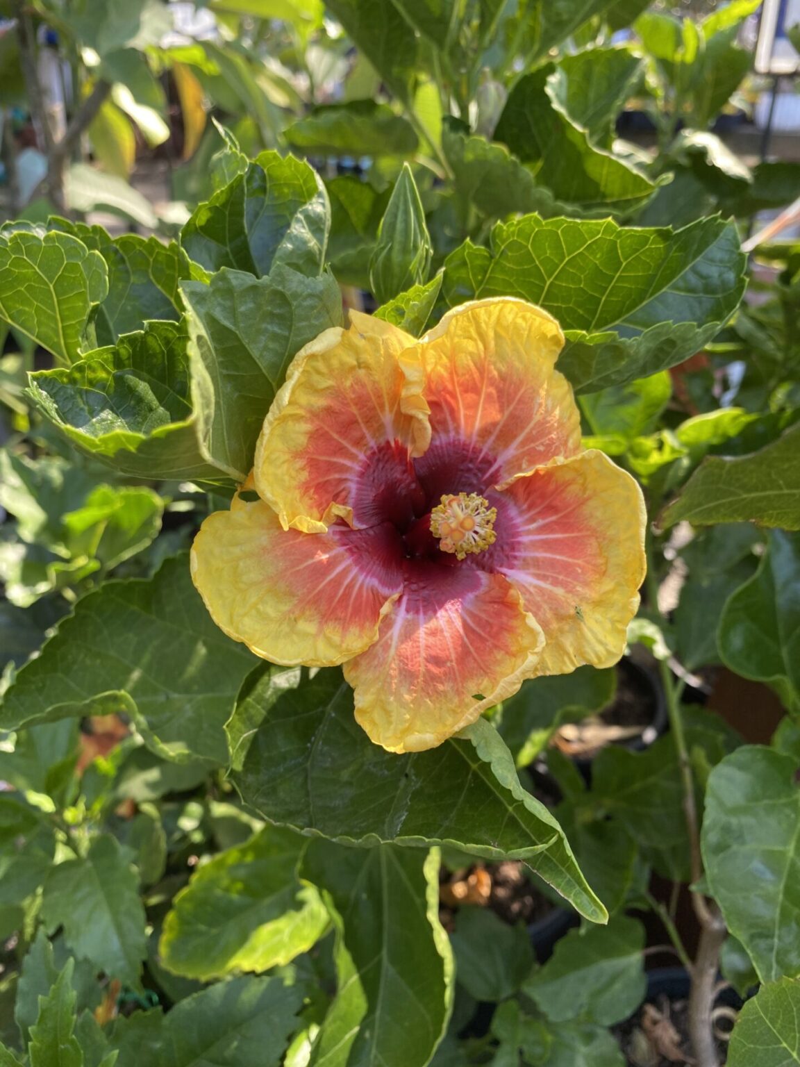 Hibiscus - Jayella - Guildford Garden Centre