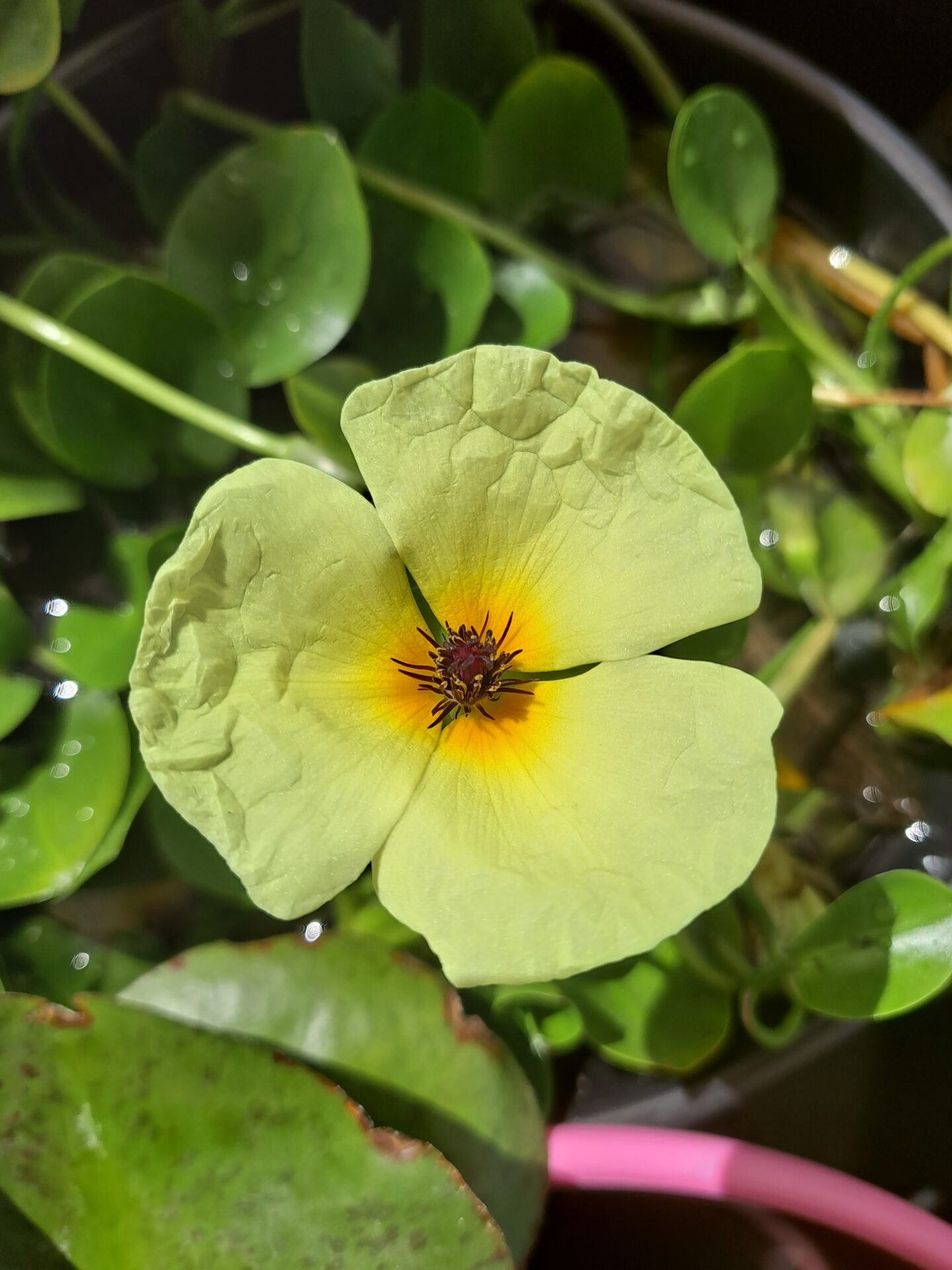 Hydrocleys - Water Poppy - Guildford Garden Centre