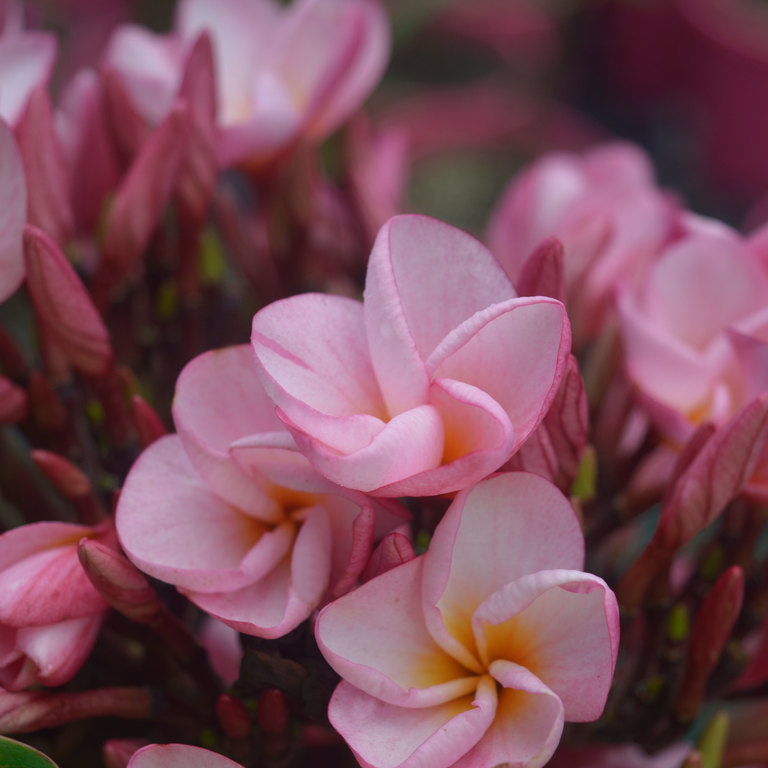 Frangipani - Cherry Clusters - Dwarf - Guildford Garden Centre