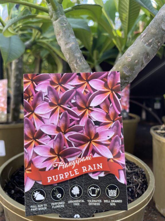 Frangipani - Purple Rain - Guildford Garden Centre