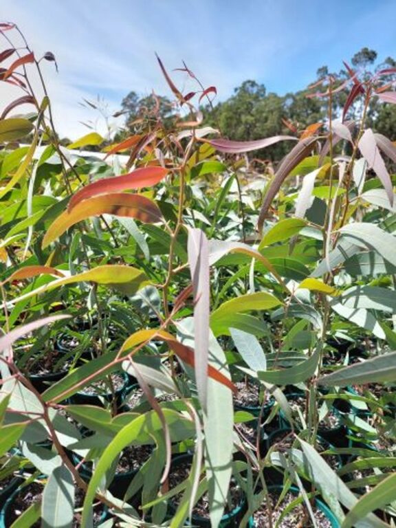 Eucalyptus victrix - Snow Queen - Guildford Garden Centre