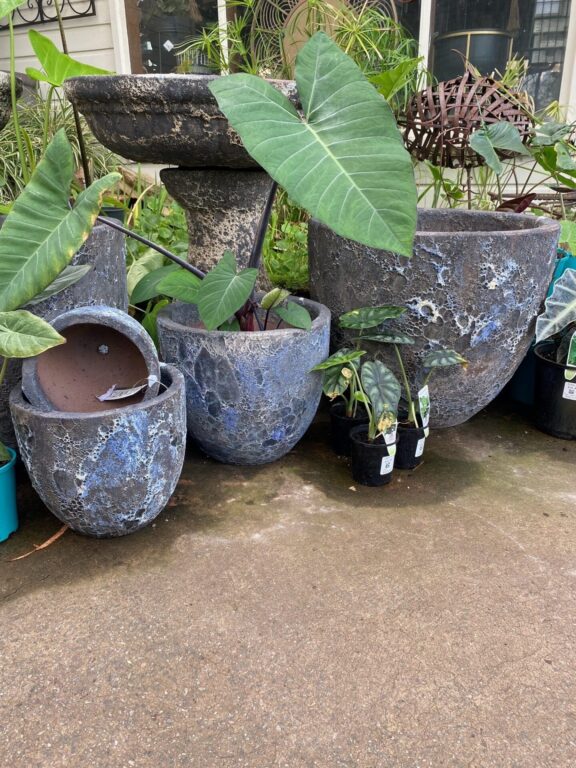 Pot - Atlantis Egg Blue - Ceramic - Guildford Garden Centre