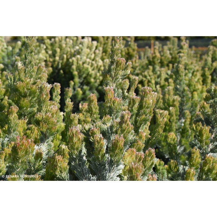 Woolly Bush - Pencil Perfect - Guildford Garden Centre