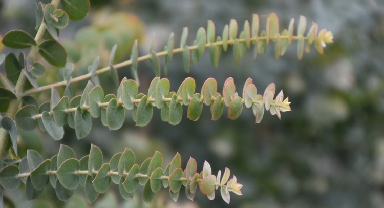 Eucalyptus - Book Leaf Mallee - Guildford Garden Centre