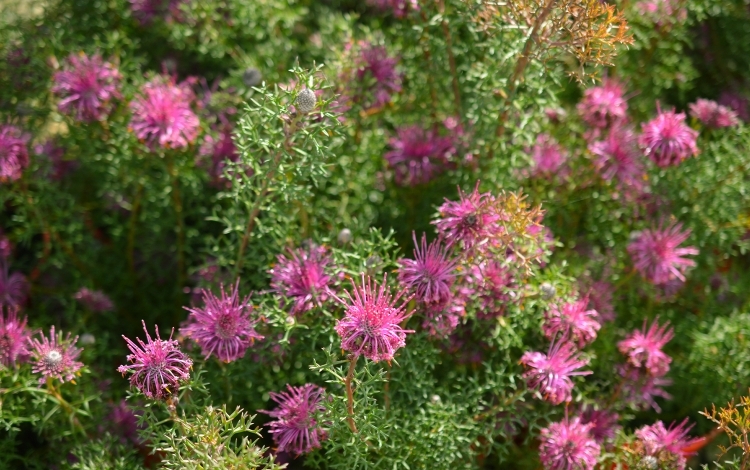 Isopogon formosa - Rose Coneflower - Guildford Garden Centre