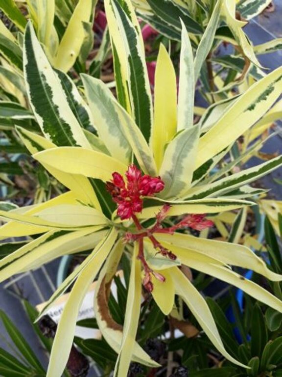 Oleander - Splendens - Variegated Dark Pink - Guildford Garden Centre