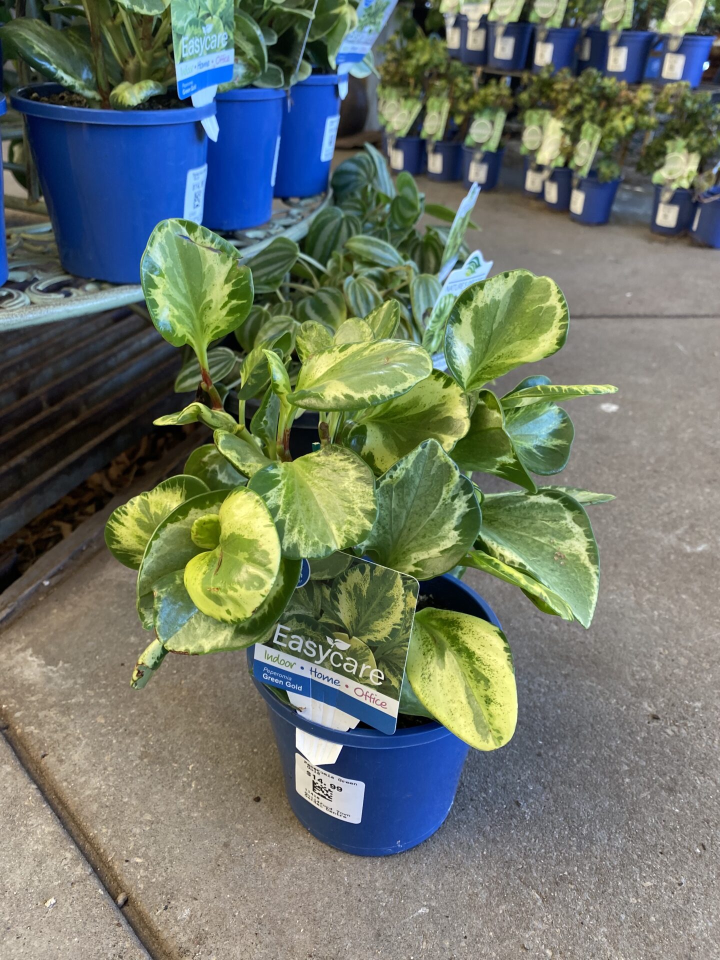 Peperomia - Green Gold - Guildford Garden Centre