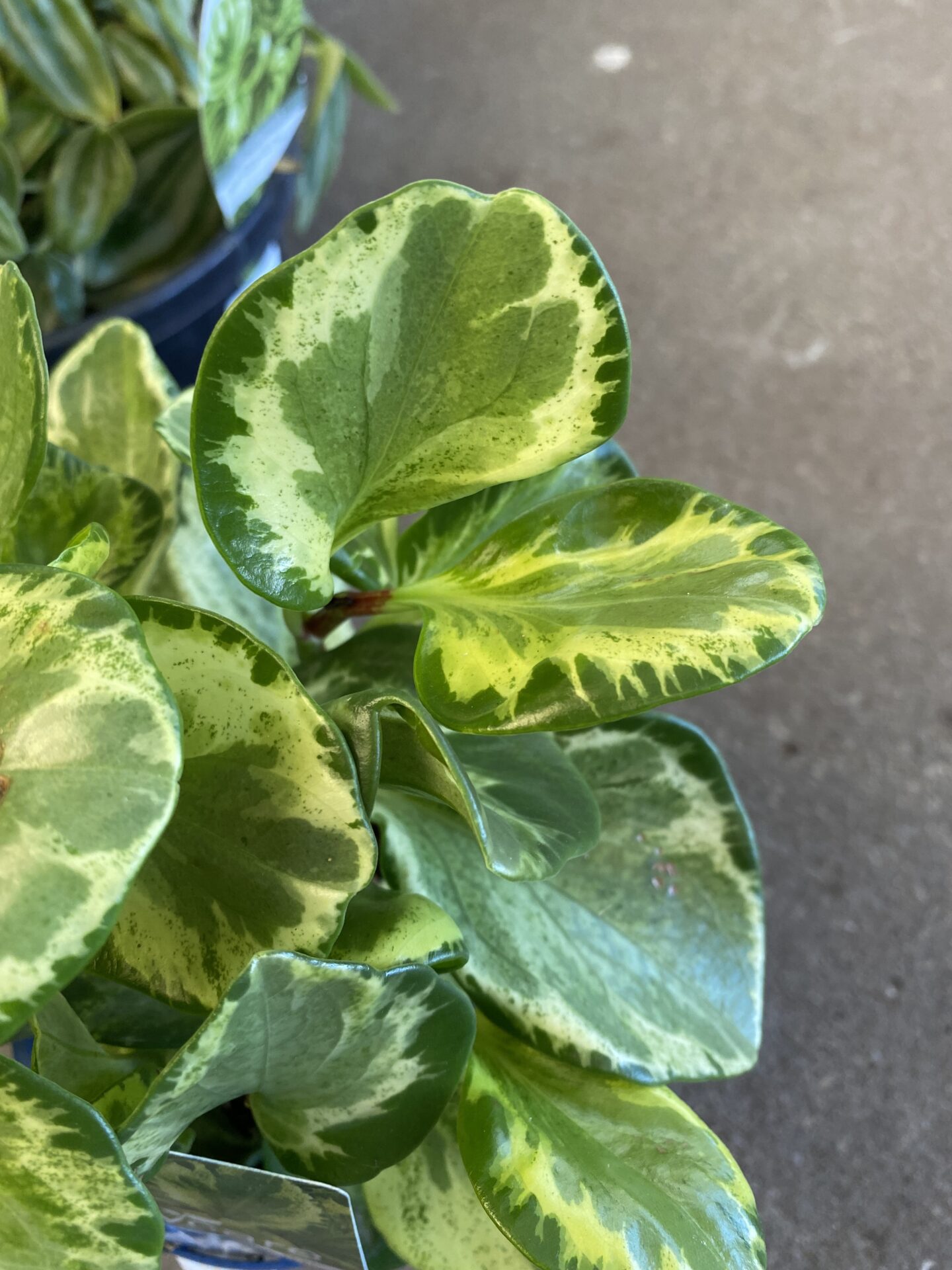 Peperomia - Green Gold - Guildford Garden Centre