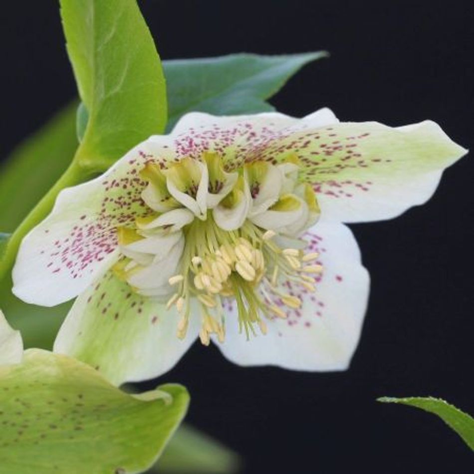 Hellebore - White Tutu - Guildford Garden Centre