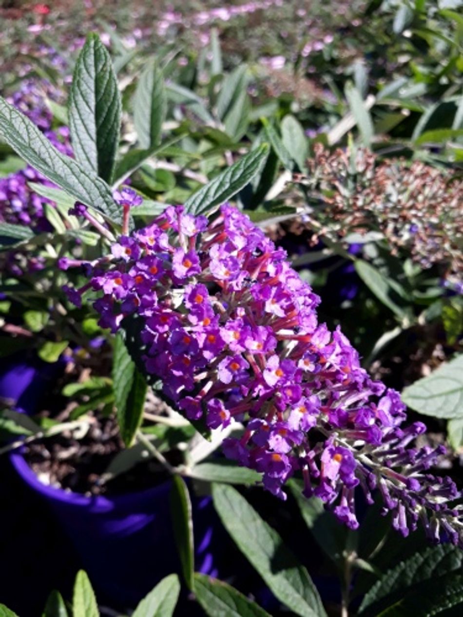 Buddleja - Purple Haze - Guildford Garden Centre